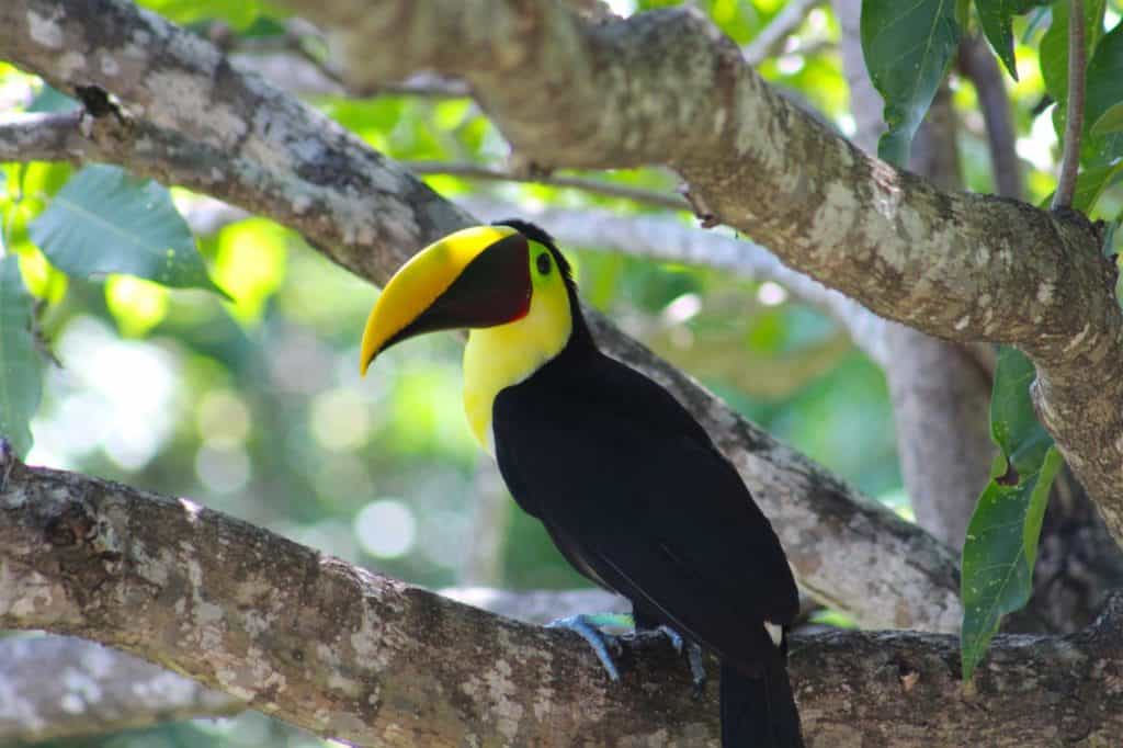Discover Costa Rica's Diverse Wildlife | Villa Punto de Vista